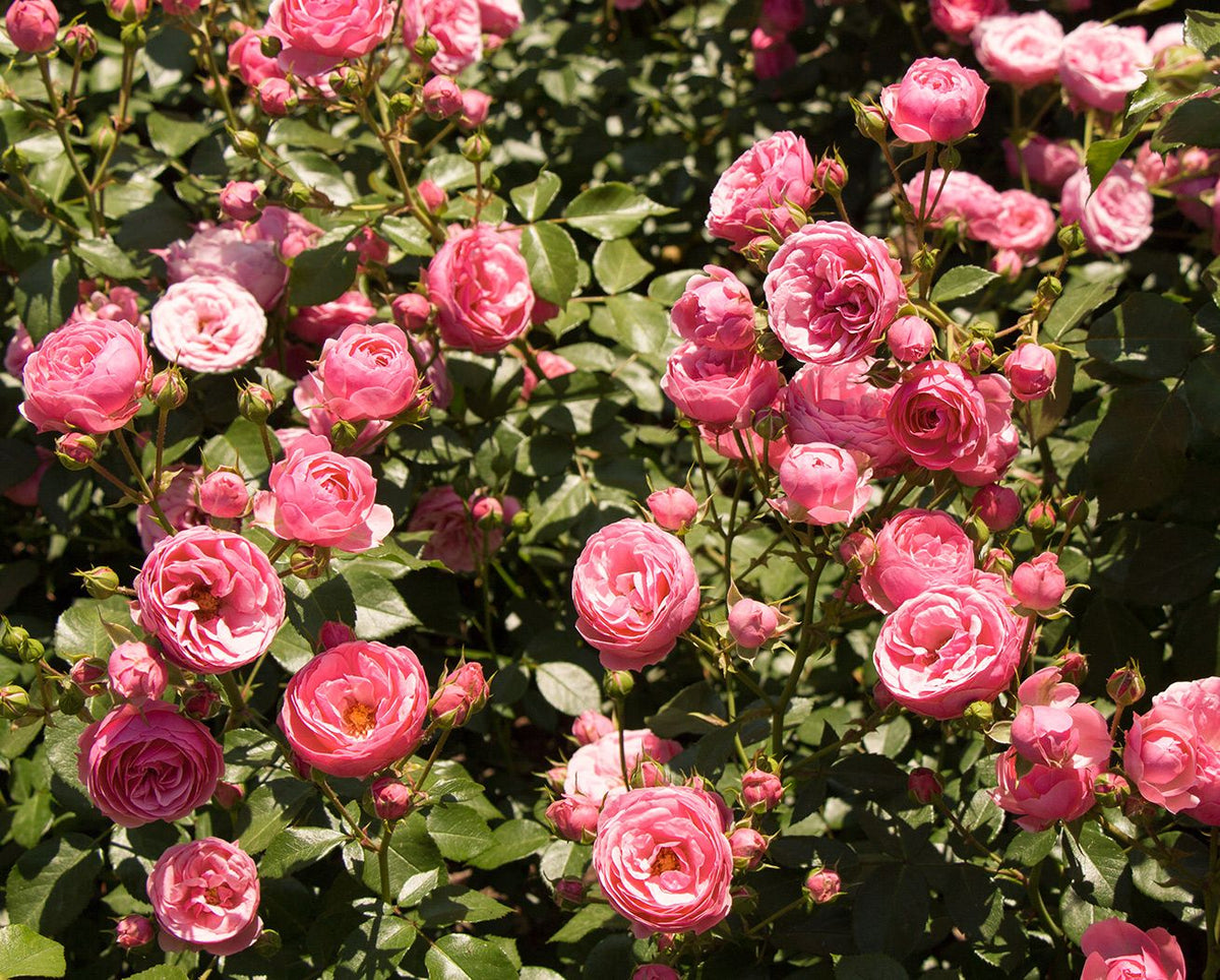 COCOON ROSE COLLECTION - Hoa Hồng Hữu Cơ
